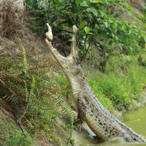 Lazy Sunday Tech March 23, 2014 Visiting Jong’s Crocodile Farm | This ...